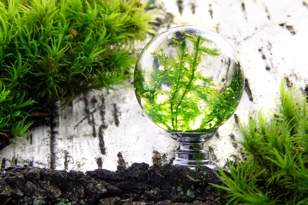 Forest – Mini Earth Wonders